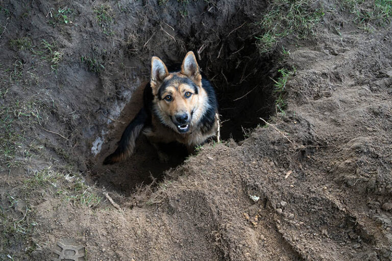 Why Do Dogs Bury Bones? Vet-Approved Facts & FAQ | Hepper Pet Resources