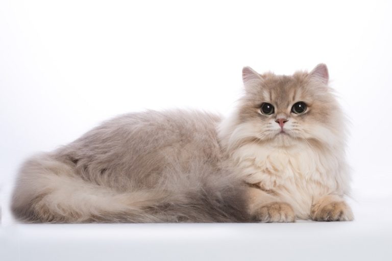 Chinchilla Cat Breed: Info, Pictures, Care, Traits & Facts | Hepper Pet ...
