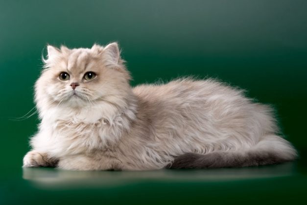 11 British Cat Breeds (With Info & Pictures) | Hepper Pet Resources