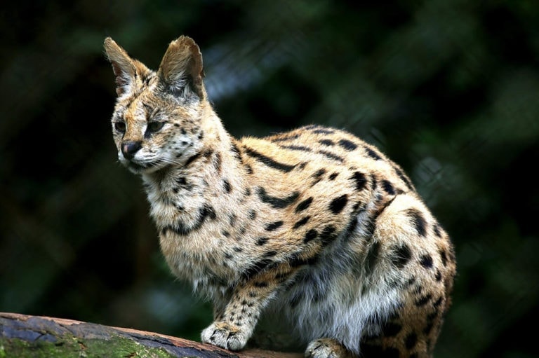 12 Exotic Cat Breeds You Can Keep as Pets (With Info & Pictures ...