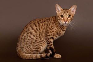 14 Strongest Cat Breeds in the World: Info, Pictures, Facts & History ...