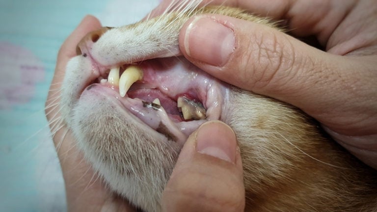 How to Keep Your Cat's Teeth Clean: 8 Vet Approved Tips | Hepper Pet ...