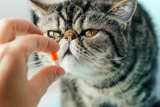 Trazodone for Cats: Uses, Dosage & Side Effects (Vet Answer) | Hepper ...
