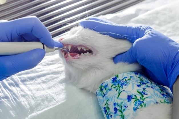 Periodontitis in Cats: Vet-Reviewed Signs, Stages & Prevention | Hepper ...