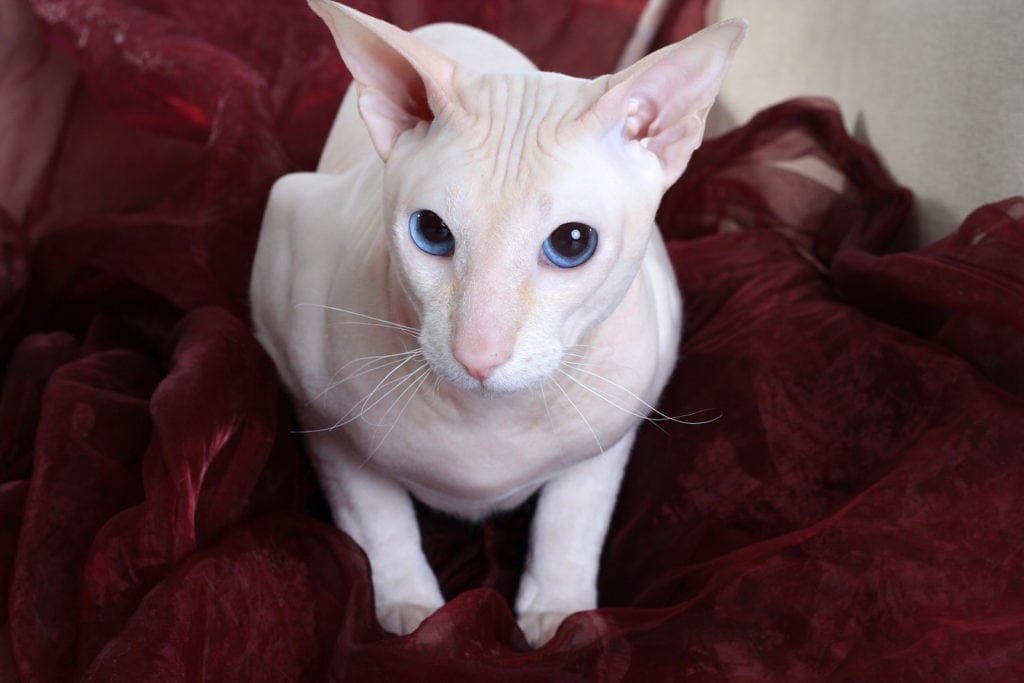 20 Calm Cat Breeds (With Info & Pictures) | Hepper Pet Resources