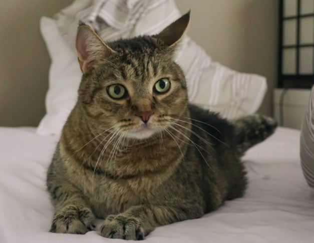 12 Meanest & Most Aggressive Cat Breeds: Info, Pictures, & Training ...