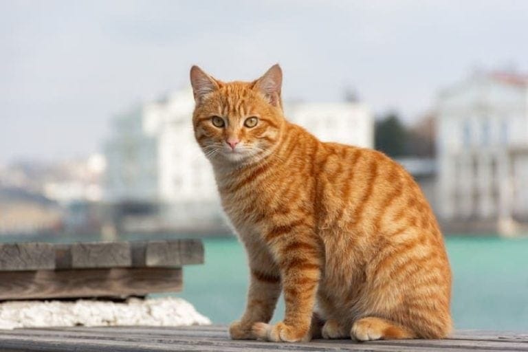 150+ Orange Cat Names: Our Top Picks for Your Awesome Cat | Hepper Pet ...