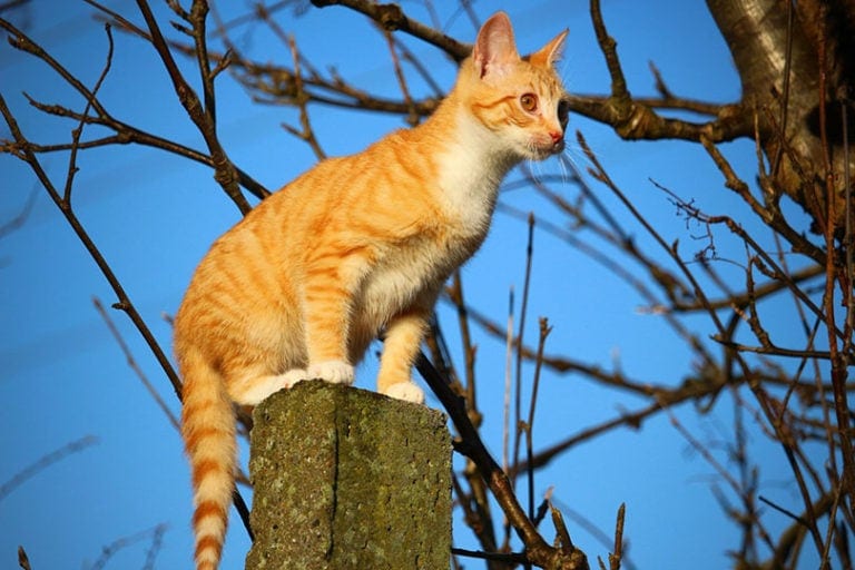 200+ Stray Cat Names: Ideas for Roaming Cats | Hepper Pet Resources