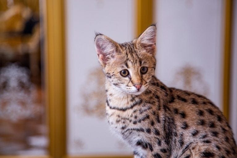 Savannah Cat Breed: Info, Pictures, Care, Traits & Facts | Hepper Pet ...