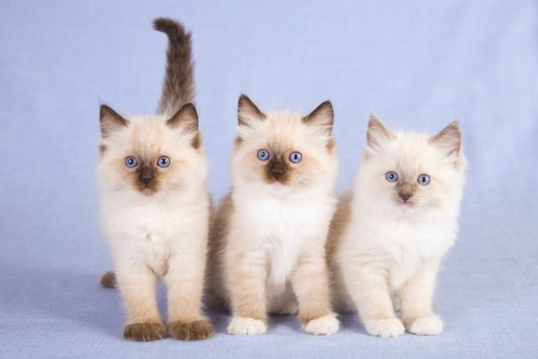 Blue Point Ragdoll Cat: Pictures, Facts, Origin & History | Hepper Pet ...