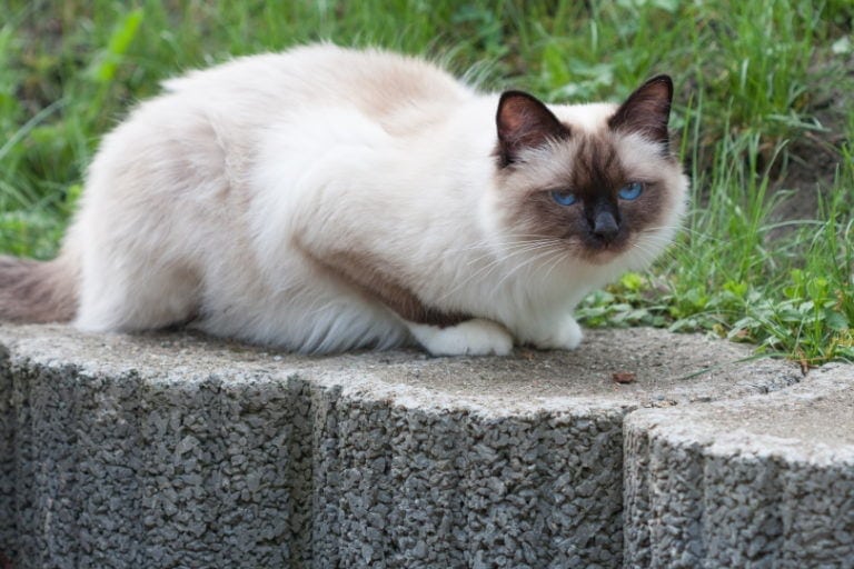 9 Birman Cat Colors (With Info & Pictures) | Hepper Pet Resources
