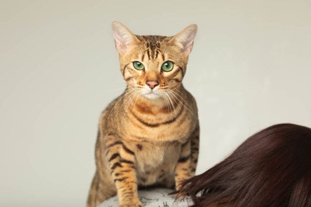 9 Spotted Cat Breeds (With Info & Pictures) | Hepper Pet Resources