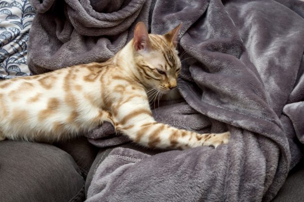 How Do Cats Show Affection? 16 Signs That Your Cat LOVES You | Hepper ...