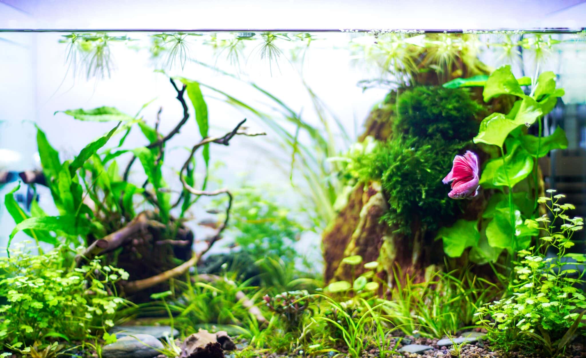 How Much Space Do Betta Fish Need? Vet-Approved Tank Size Guide ...