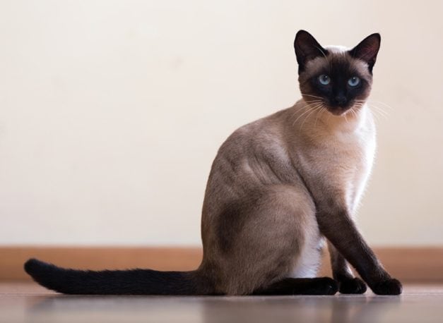 How to Tell if Your Cat Is Part Siamese (With Pictures) | Hepper Pet ...