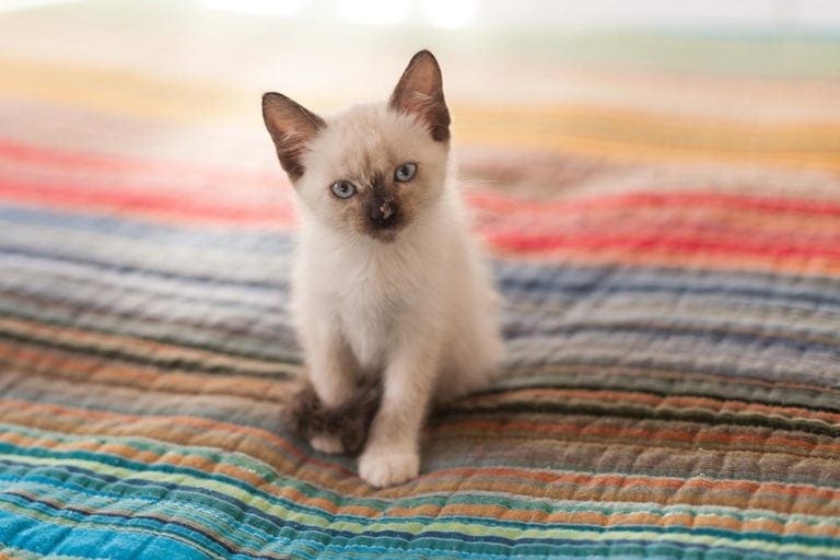 Balinese vs. Siamese Cats: The Differences (With Pictures) | Hepper Pet ...
