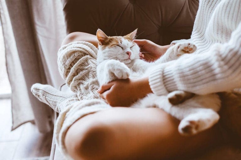 Why Your Cat Sits on Things You're Using: 7 Common Reasons | Hepper Pet ...