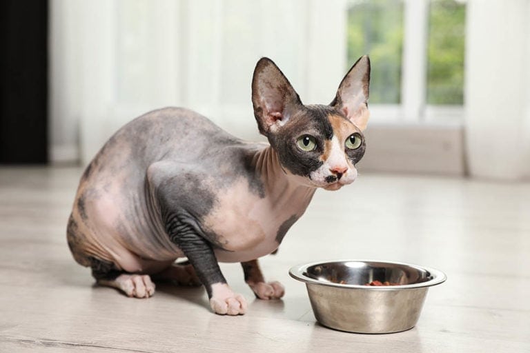 13 Low-Maintenance Cat Breeds (With Info & Pictures) | Hepper Pet Resources