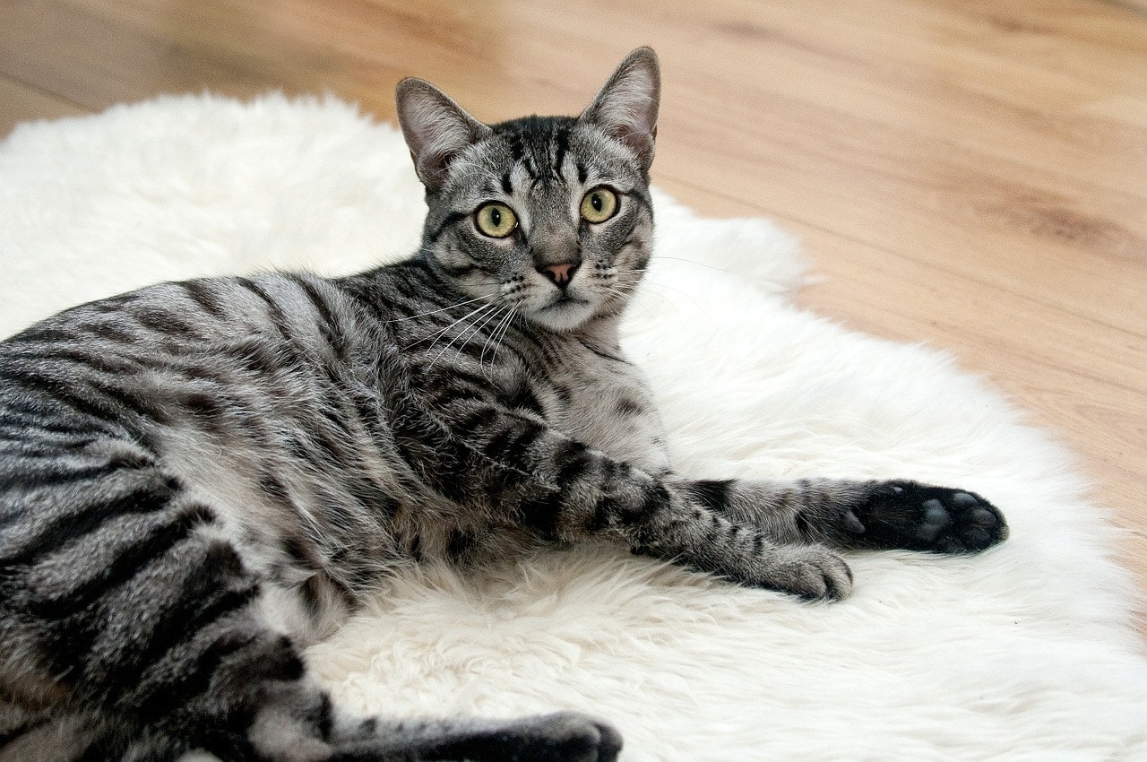 Tabby Cat: Info Pictures, Care, Traits & Facts | Hepper Pet Resources