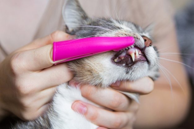 My Cat Lost a Tooth, What to Do? Vet-Approved Facts & Tips | Hepper Pet ...