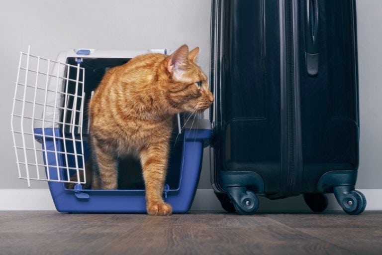 Does Amtrak Allow Cats? (2026 Update) | Hepper Pet Resources