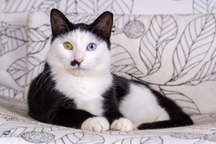 100 Native American Cat Names: Our Top Picks for Your Cat (With ...