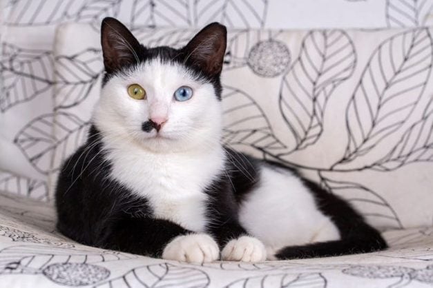 100 Native American Cat Names: Our Top Picks for Your Cat (With ...