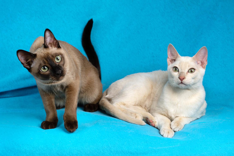 20 Most Popular Types of Mixed Cat Breeds (With Info & Pictures ...