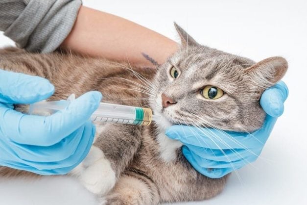 Rabies in Cats: Symptoms, Causes & What To Do (Vet Answer) | Hepper Pet ...