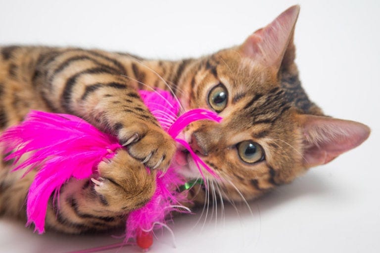What Do Cats Like? 10 Ideas to Make Them Happy | Hepper Pet Resources