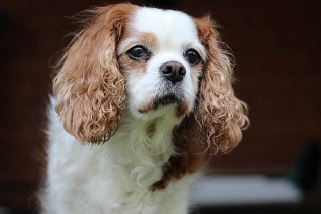 How Long Do Cavalier King Charles Spaniels Live? Average Life Span ...