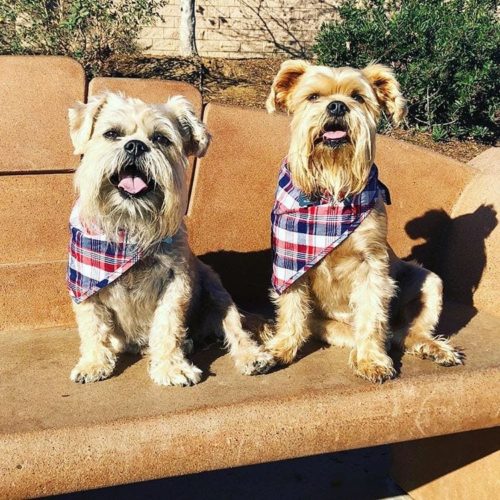 25 Yorkie Mixed Breeds (With Info & Pictures) | Hepper Pet Resources