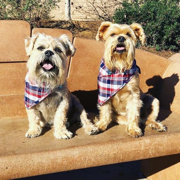 25 Yorkie Mixed Breeds (With Info & Pictures) | Hepper Pet Resources