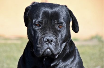 23 Most Muscular Dog Breeds (With Info & Pictures) | Hepper Pet Resources
