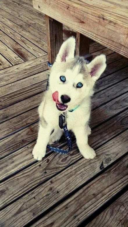 25 Husky Mixed Breeds (With Info & Pictures) | Hepper Pet Resources