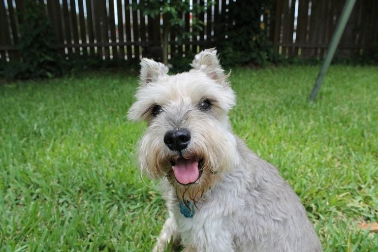 11 Miniature Schnauzer Health Problems to Watch Out For | Hepper Pet ...
