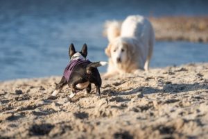 How to Teach Your Dog to Play Nicely with Other Dogs in 10 Simple Steps ...