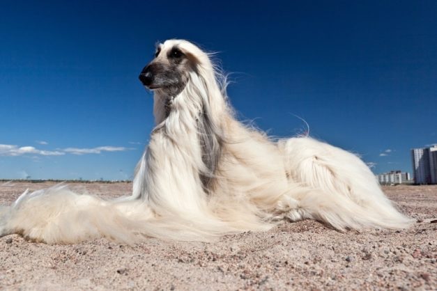 12 Dog Breeds That Look Like Poodles (With Info & Pictures) | Hepper ...