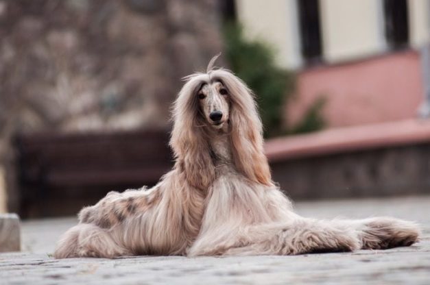 15 Dog Breeds With Dreadlocks: Info, History, Pictures & Facts | Hepper ...