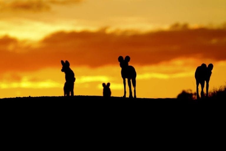 13 African Dog Breeds: A Complete Overview (With Info & Pictures) (with ...
