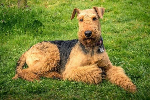 3 Airedale Terrier Haircuts (With Pictures & Grooming Tips) | Hepper ...