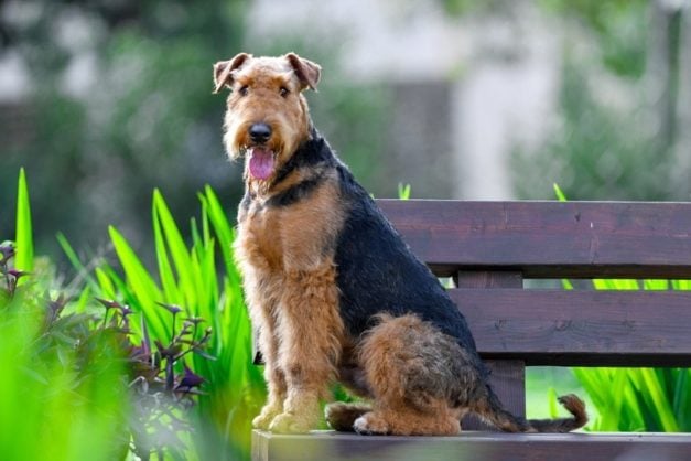 20 Best Guard Dogs: Breeds That Will Protect Your Family (With Pictures ...