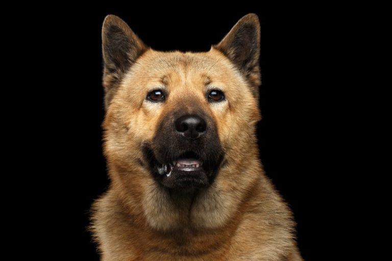 21 Akita Mixes (With Pictures) | Hepper Pet Resources