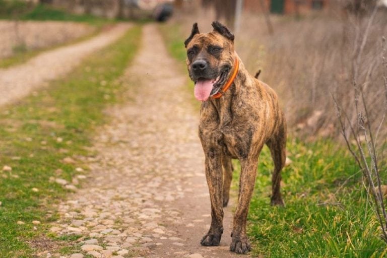 26 Spanish Dog Breeds: Info, Pictures & History of Pups From Spain ...