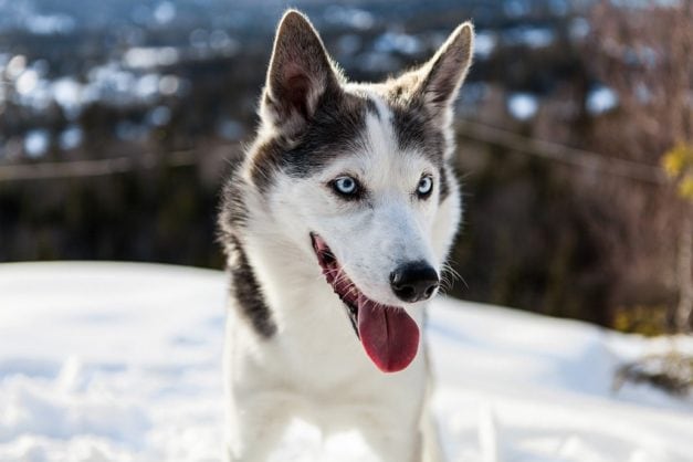 10 Husky Dog Breeds: Info, Pictures, Facts & Appearance | Hepper Pet ...