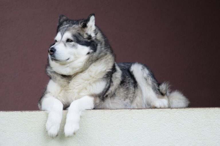 Alaskan Malamute Dog Breed Info: Pictures, Traits & Facts | Hepper Pet ...