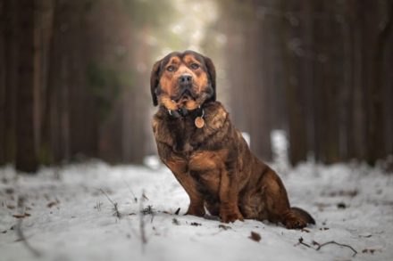 5 Austrian Dog Breeds (With Info & Pictures) | Hepper Pet Resources
