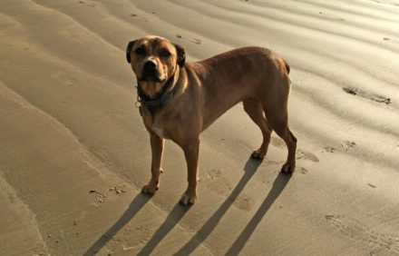 American Bandogge: Info, Pictures, Care Guide, Temperament & Traits ...