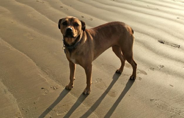 What Were Mastiffs Bred For? Breed History Explained | Hepper Pet Resources