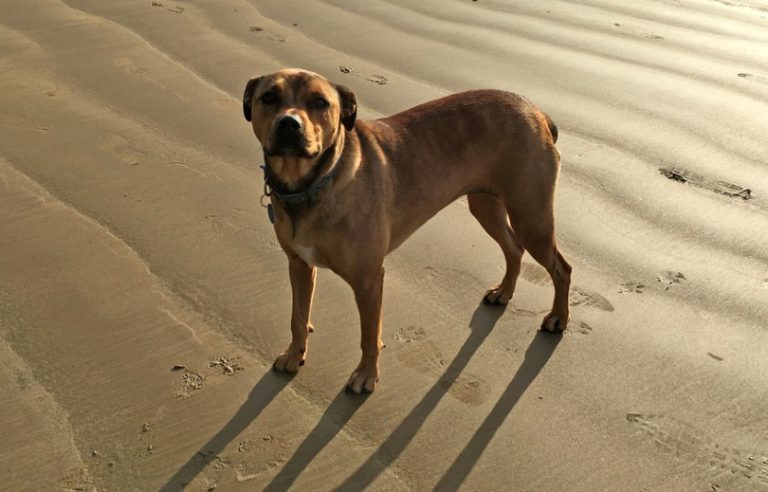 What Were Mastiffs Bred For? Breed History Explained | Hepper Pet Resources